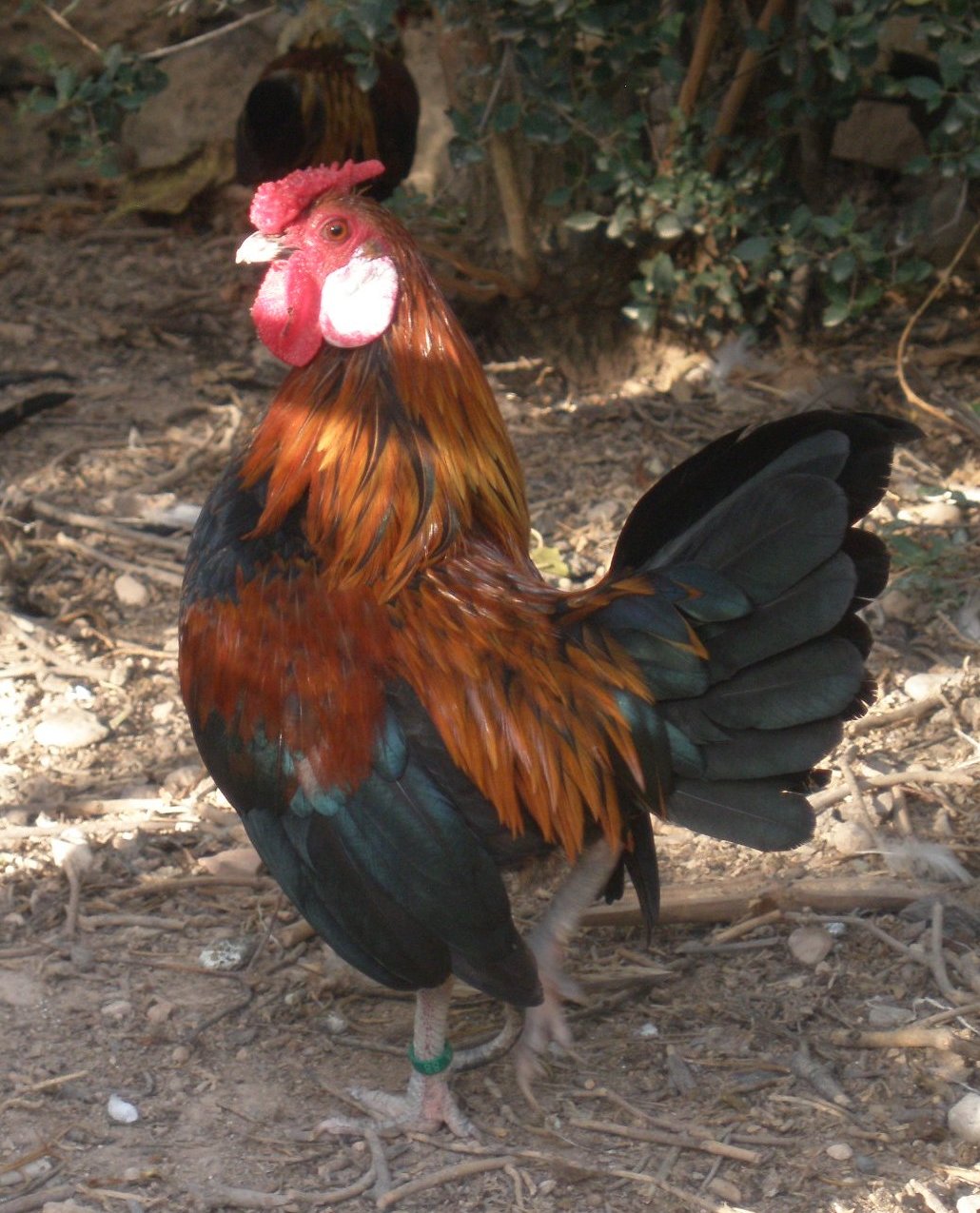 Finca Quercus: Venta y cambio