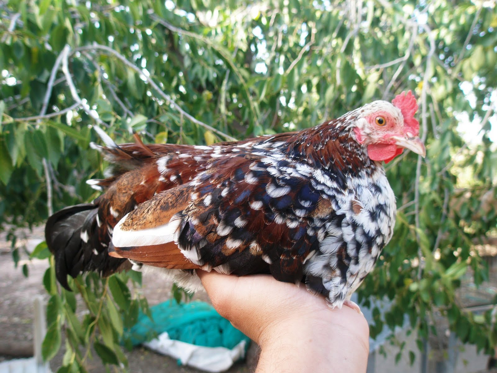 Finca Quercus: Mis gallinas enanas y kikas