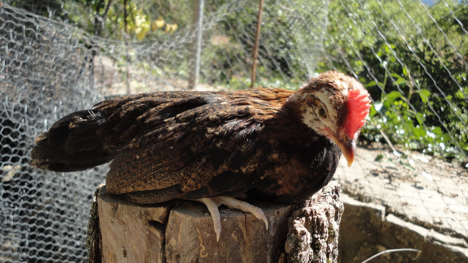 Finca Quercus: Animales que crio