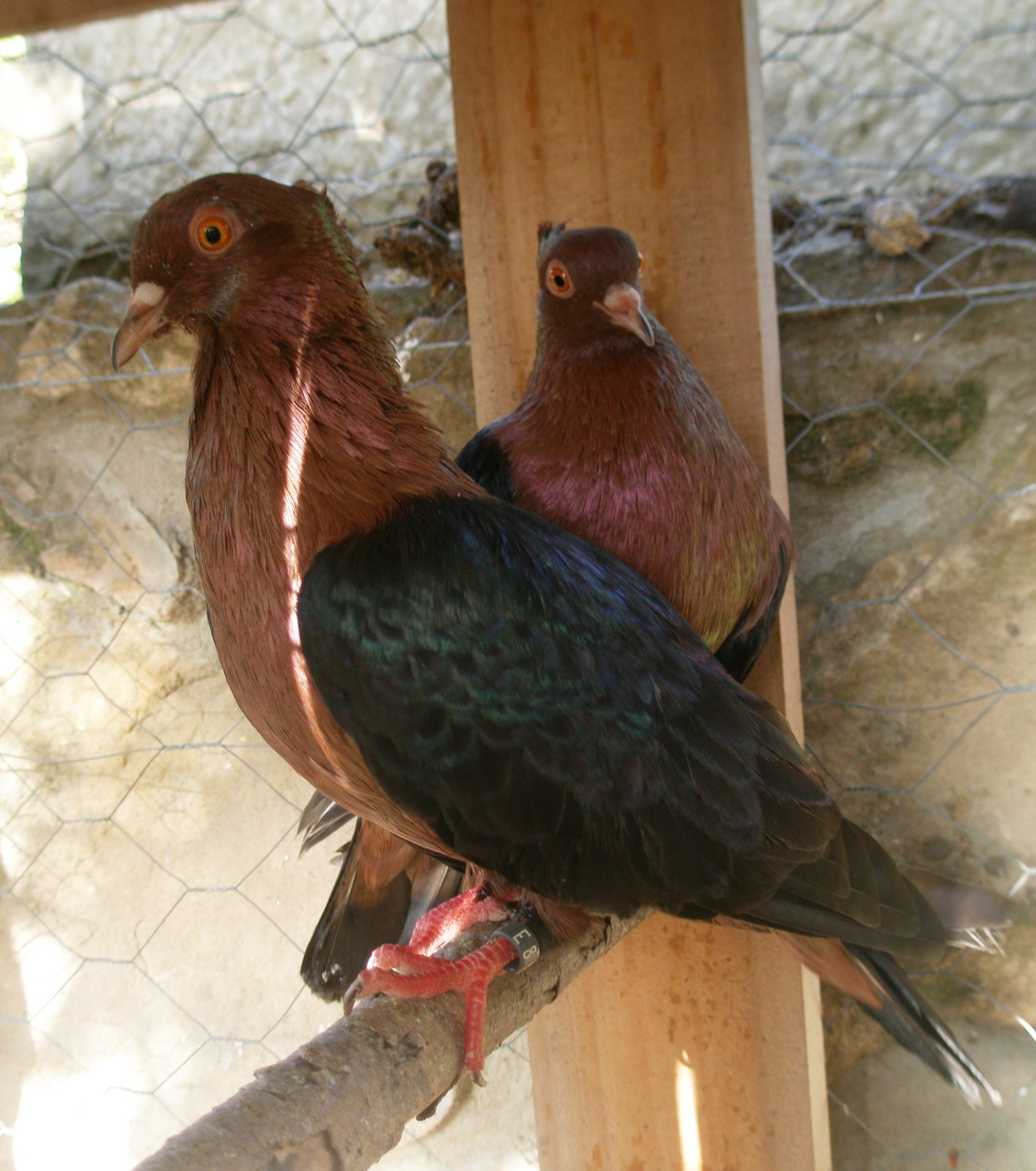 Finca Quercus: Venta y cambio