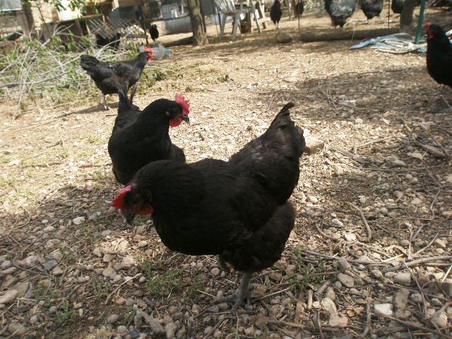 Finca Quercus: Animales que crio