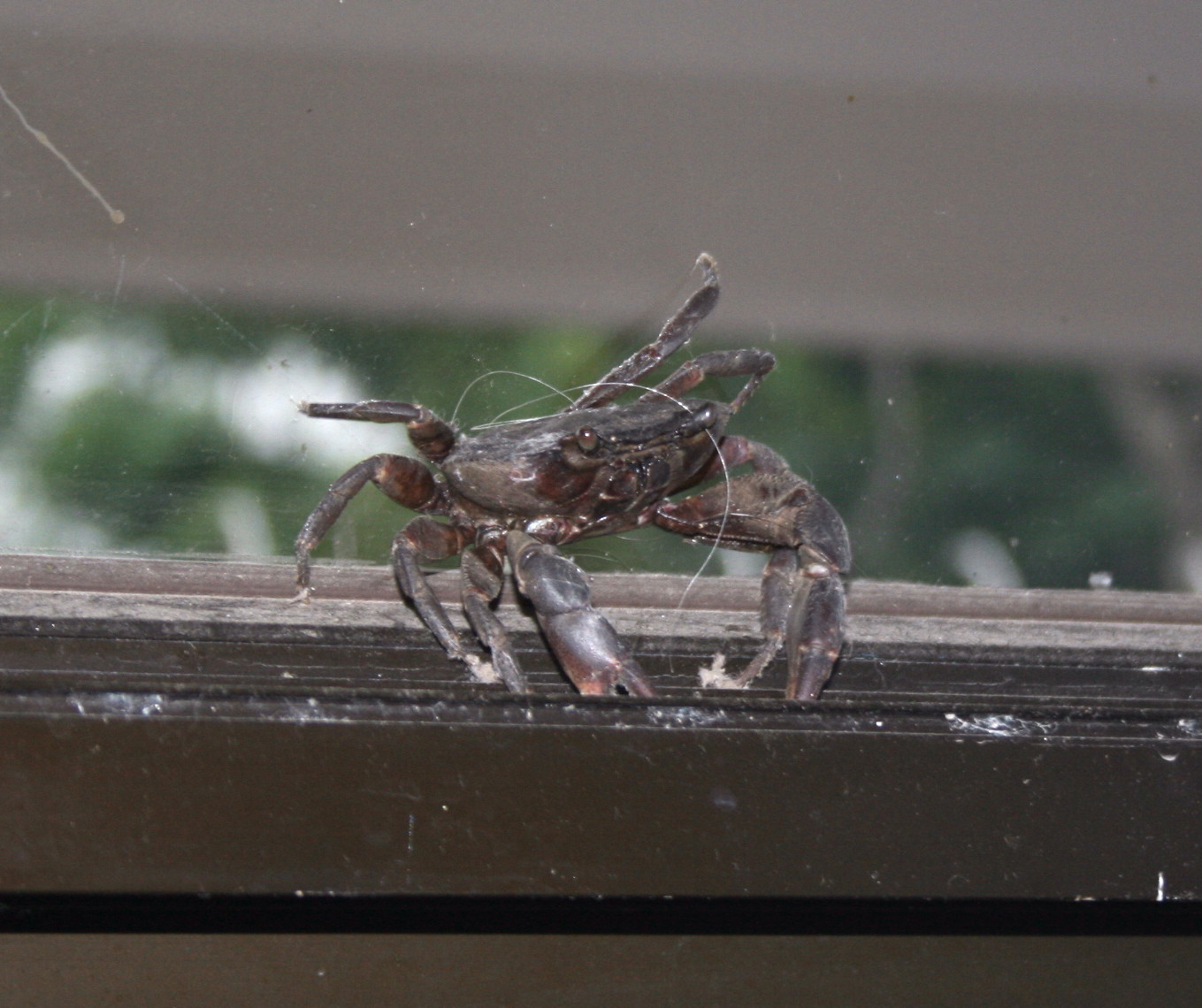 Porters Across the Borders: It's Raining Crabs?