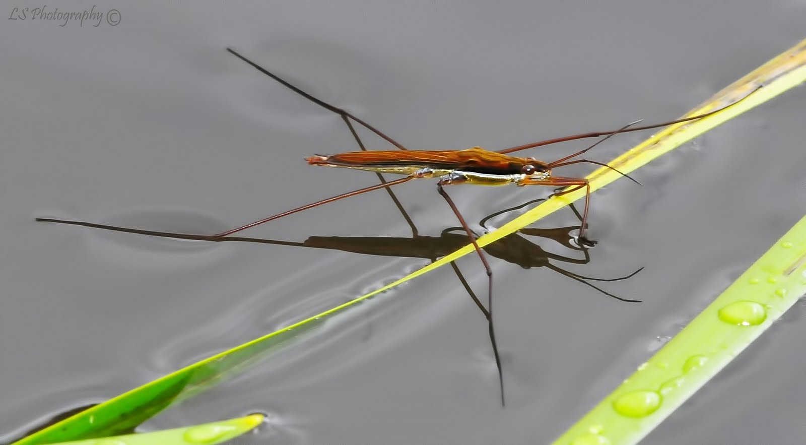 BugsRodsnPhotography: Water Skeeters