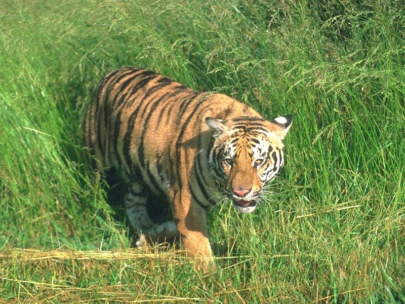 Tiger Pictures
