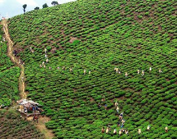 Darjeeling Tourism | Darjeeling Hill Station: Darjeeling Tea Garden ...