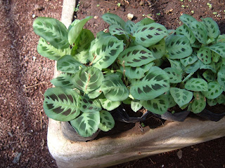 tellezspray working: CATALOGO DE PLANTAS (PLANTS AND FLOWERS)