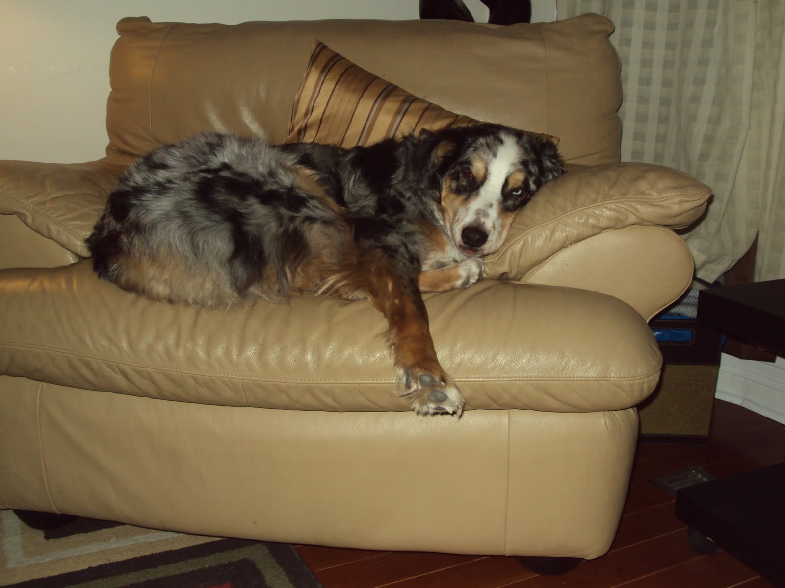 What Happens If A Dog Takes A Muscle Relaxer at Jerry Rounds blog