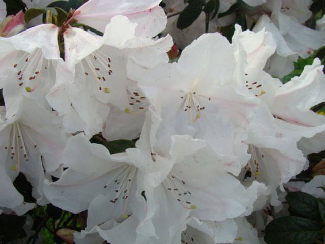 Himalaya | Plantas y hortalizas