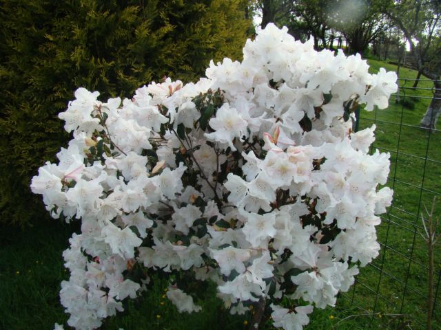 Himalaya | Plantas y hortalizas