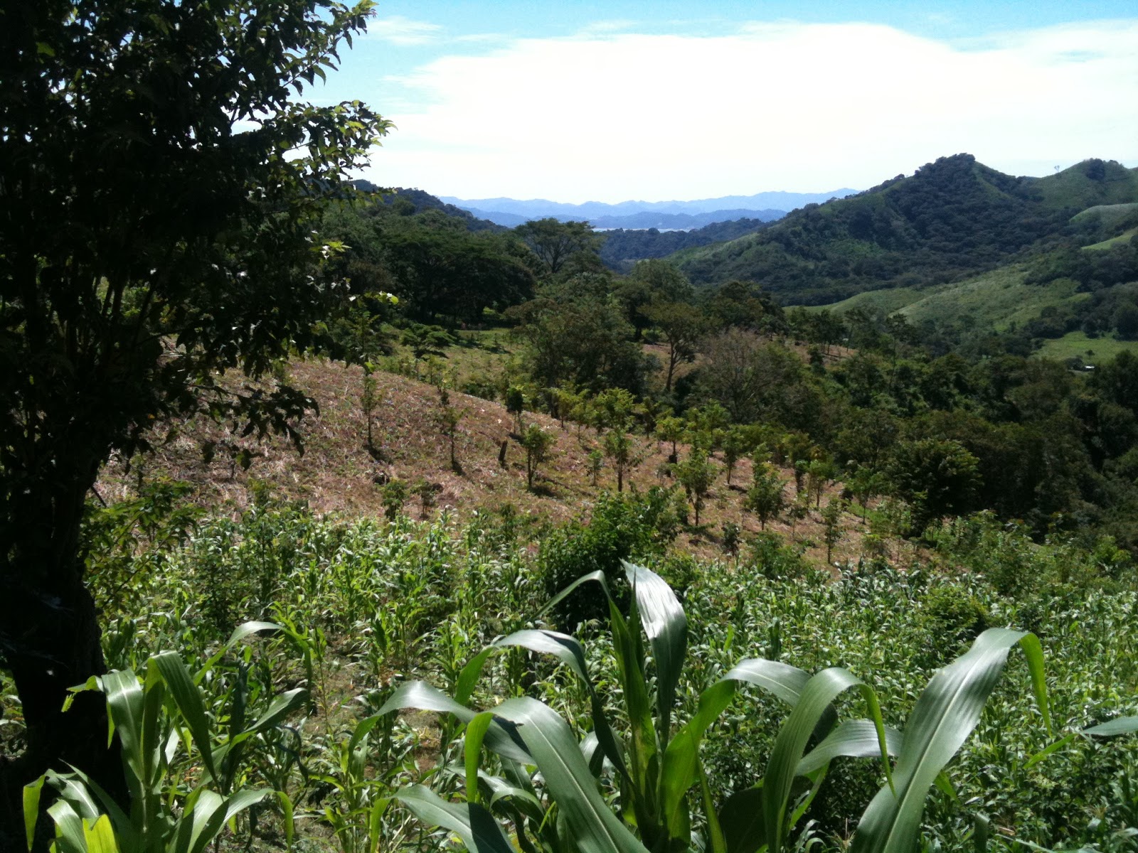 Forestry Blog: Integrated Tropical Timber Plantations