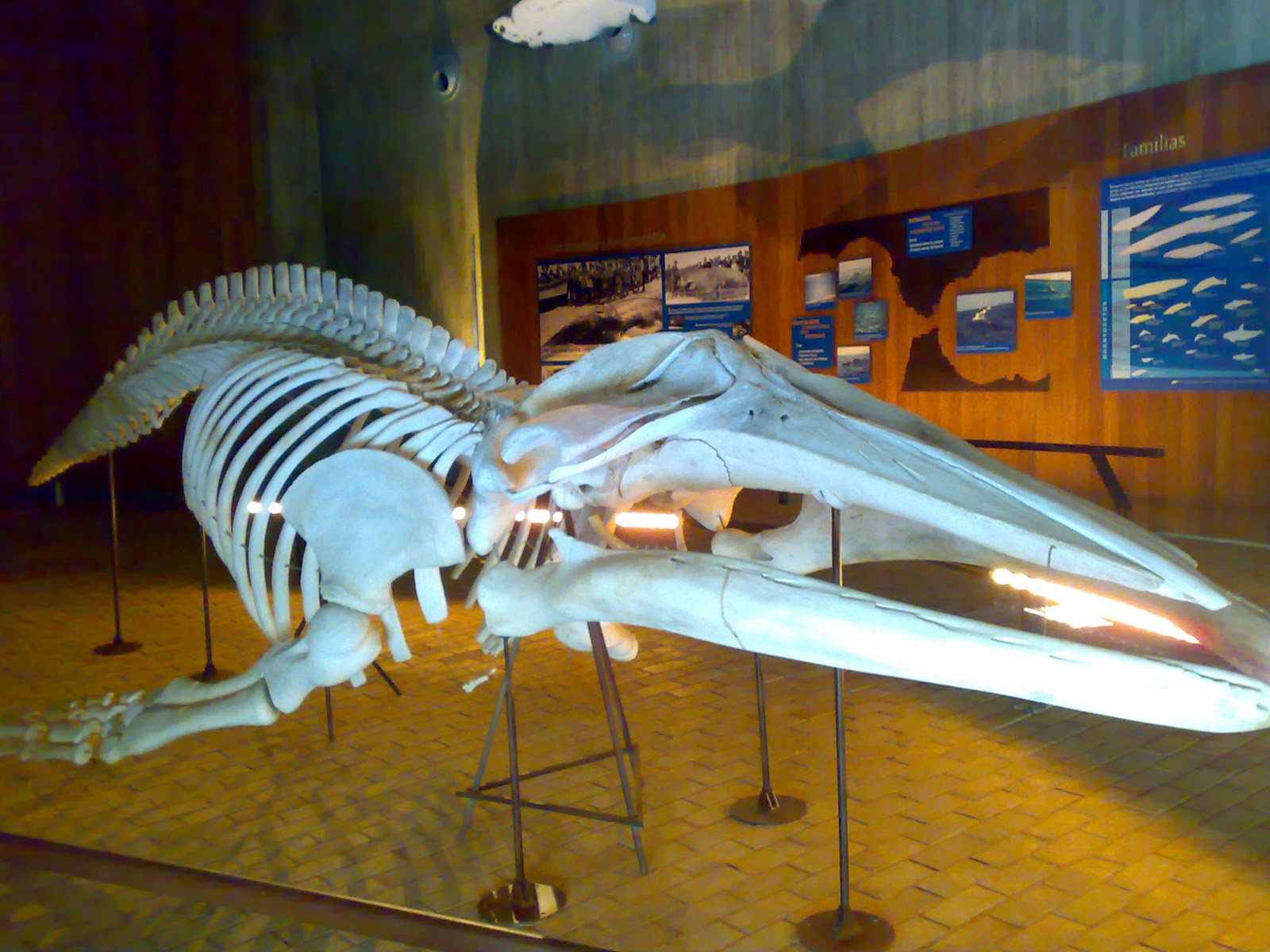 Orcinus orcas: ESQUELETOS DE MAMÍFEROS MARINOS