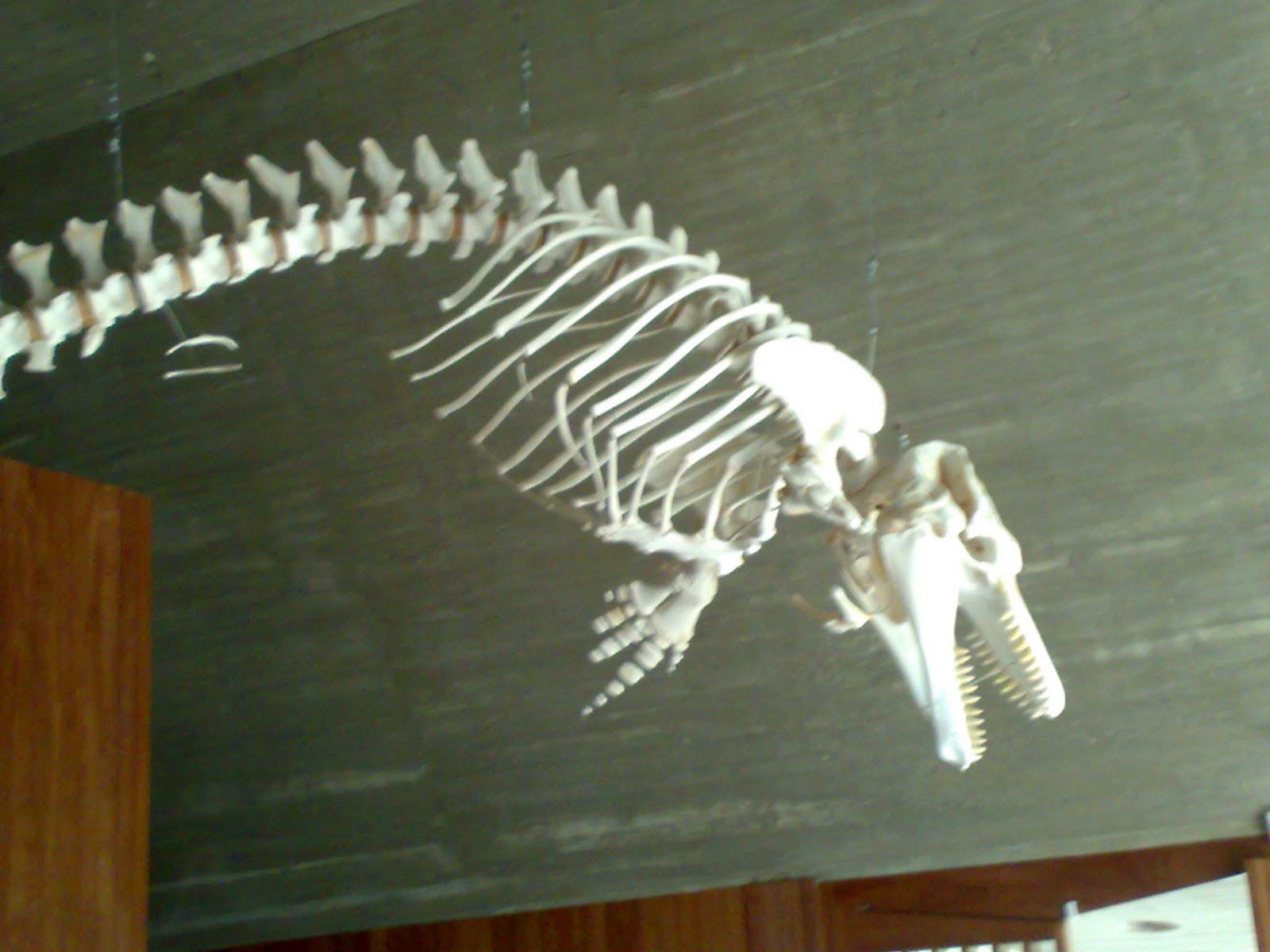 Orcinus orcas: ESQUELETOS DE MAMÍFEROS MARINOS