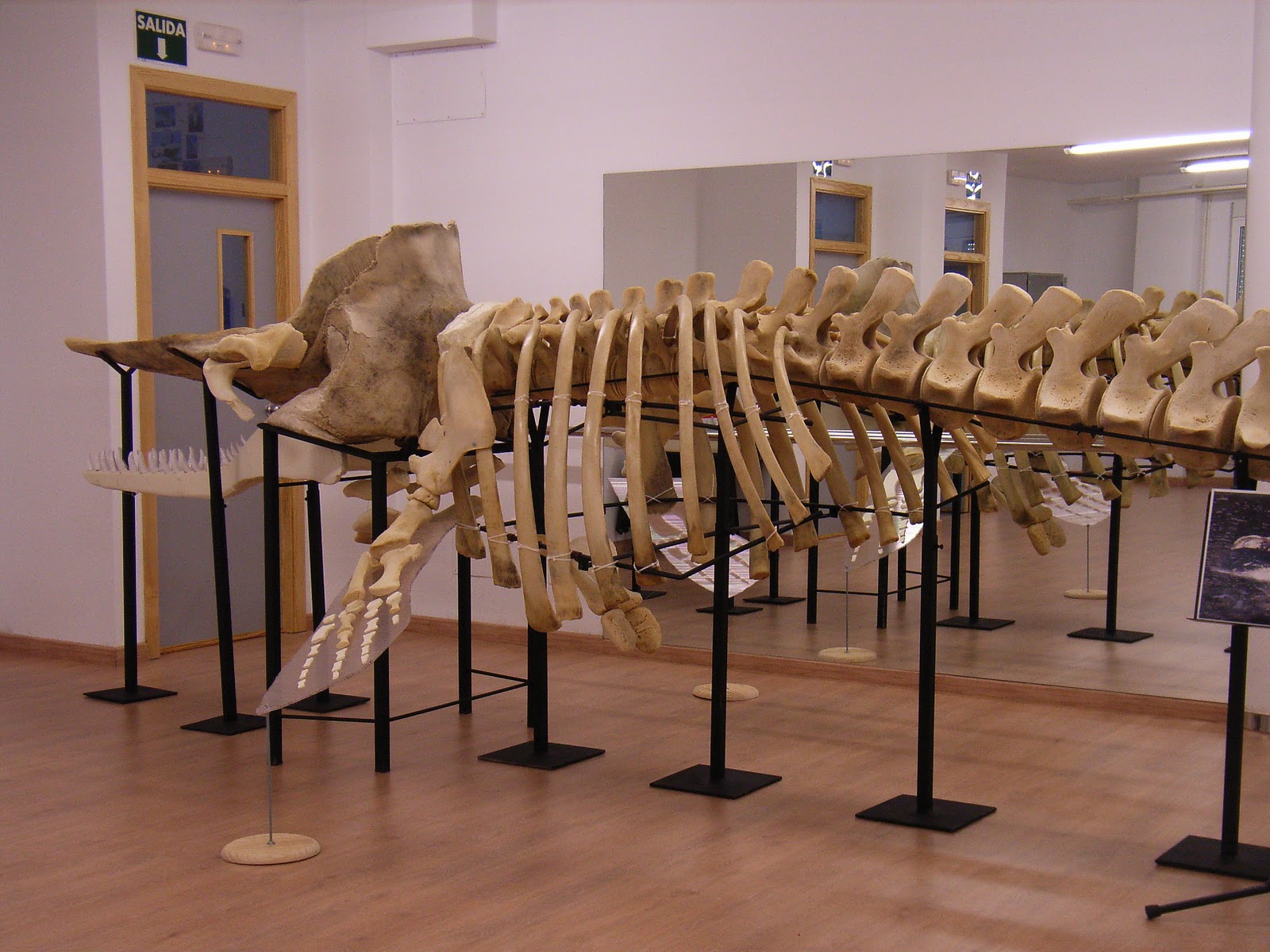 Orcinus orcas: ESQUELETOS DE MAMÍFEROS MARINOS