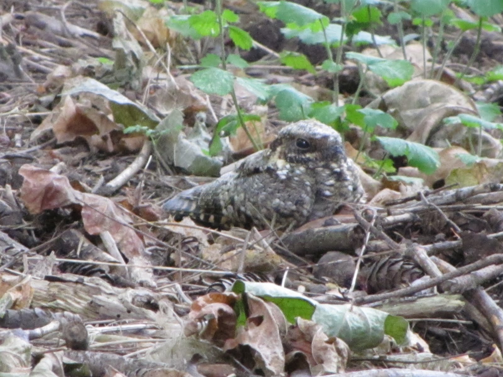 Portland Birder: Common Poorwill