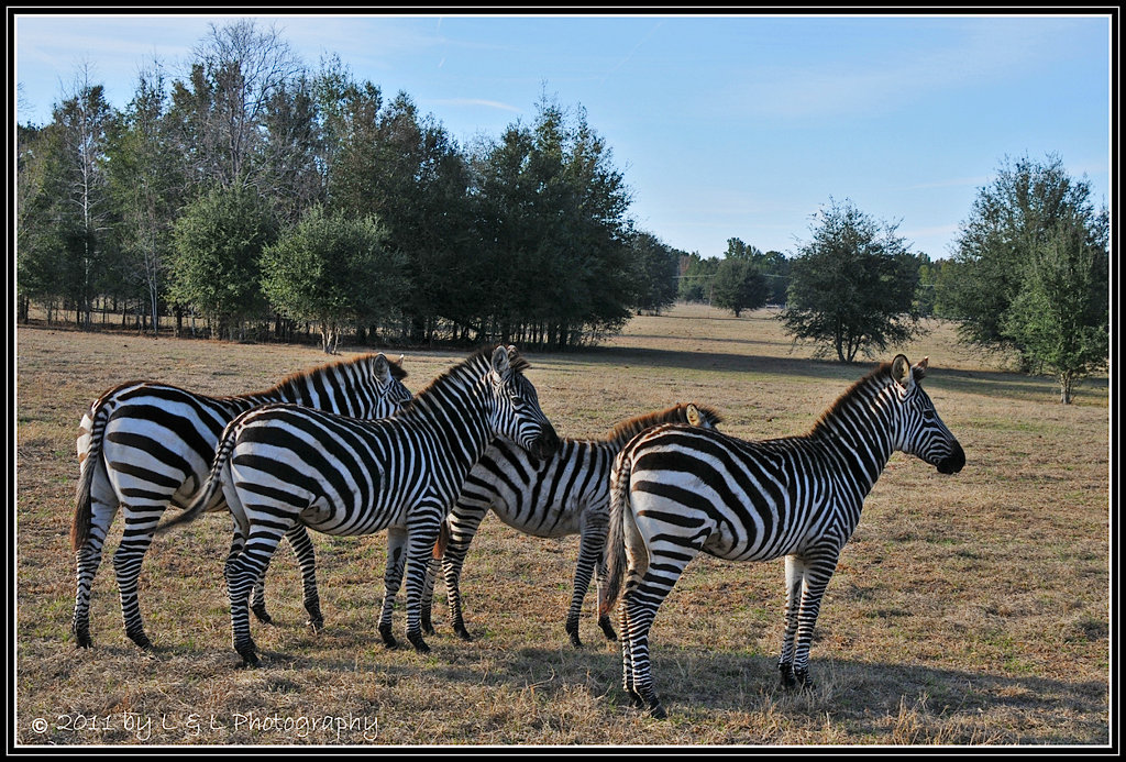 Ocala, Central Florida & Beyond: Ocala - Zebra Capitol of the World?