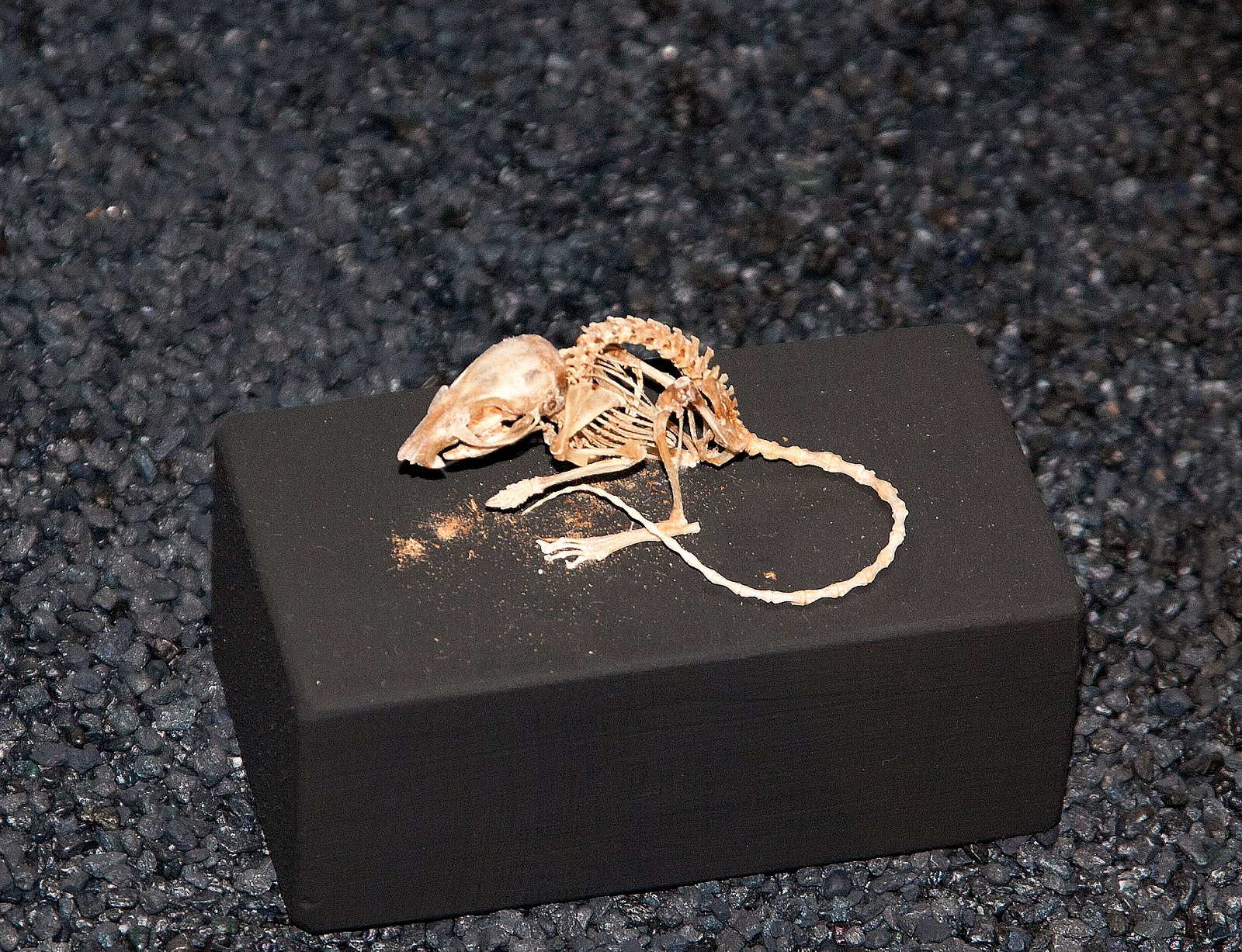 Grey.B: Skinny Starving Mouse