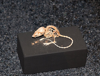 Grey.B: Skinny Starving Mouse