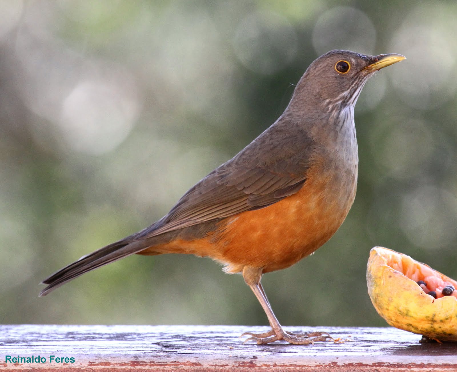 HAICAIDIA: SABIÁS I. Turdus rufiventris