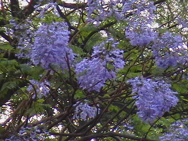 India Travel: Flowering Trees - Jacaranda