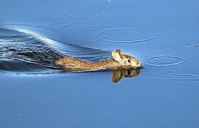 can rabbits swim