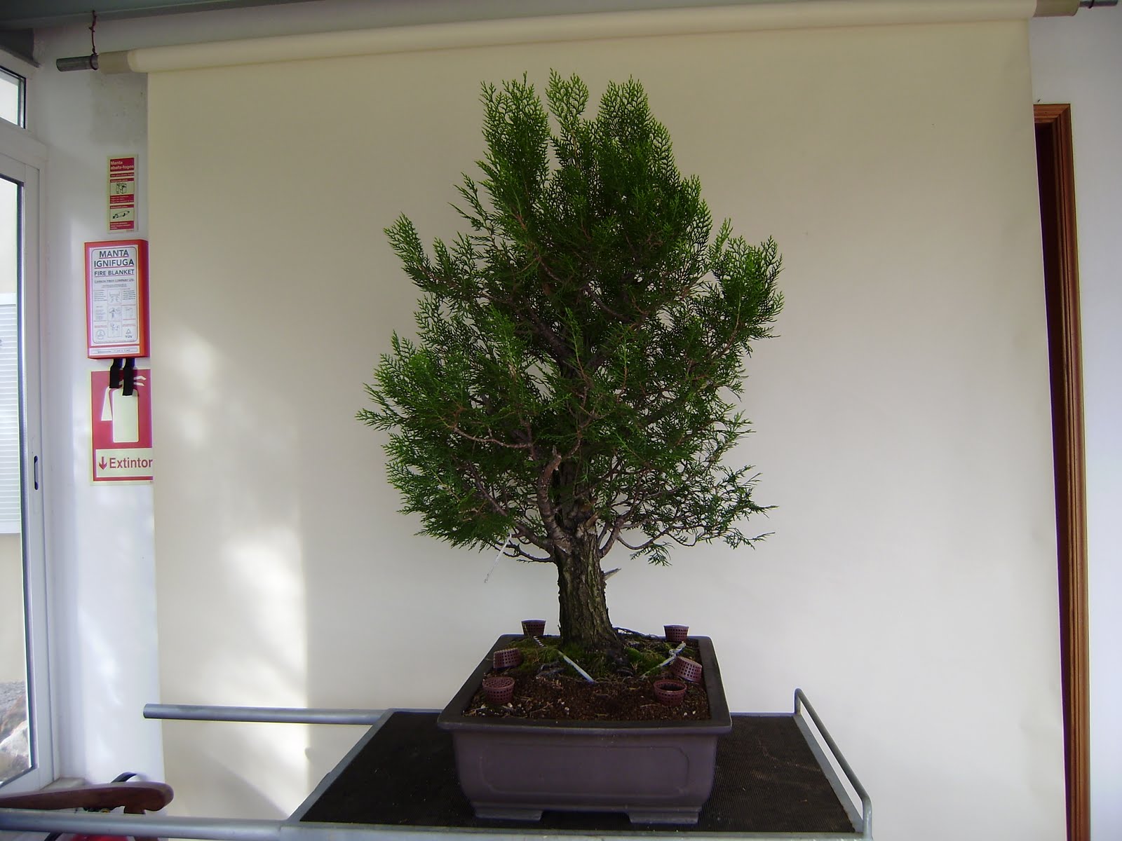 Thuja Orientalis