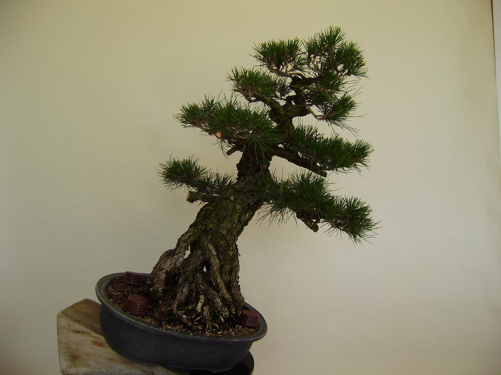 Pinus Thunbergii Neagari