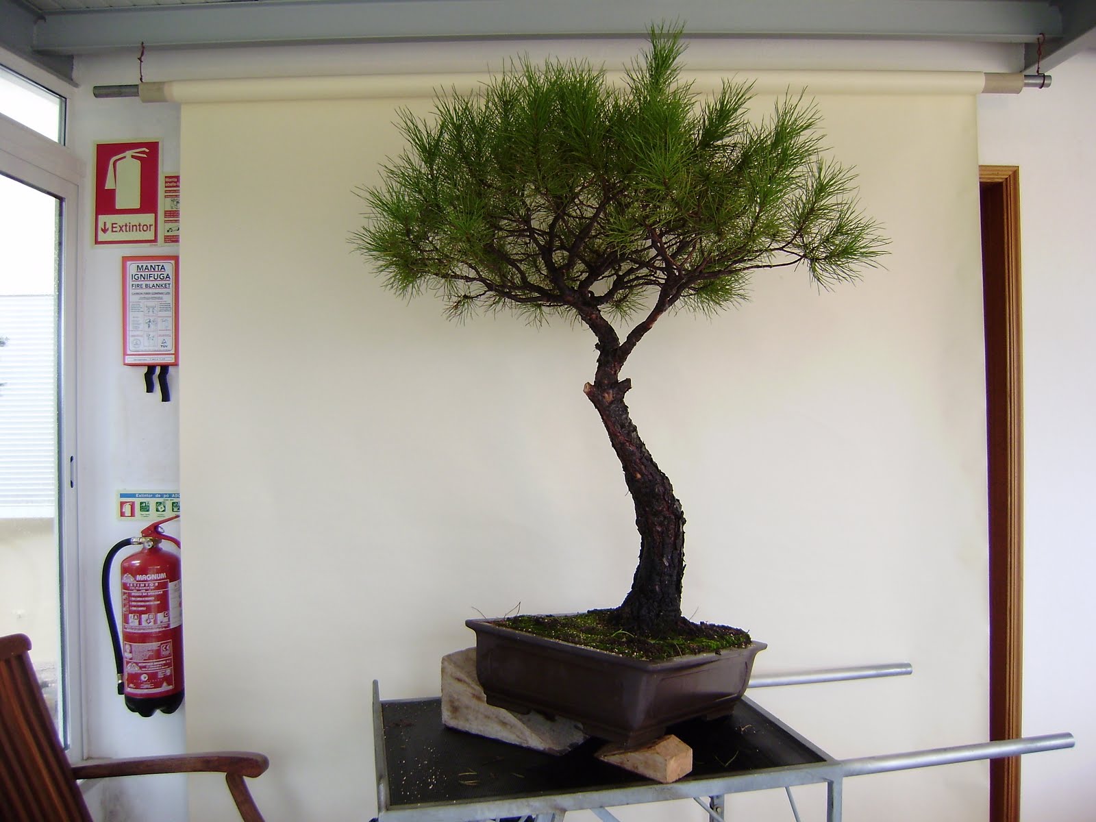 Pinus Pinea