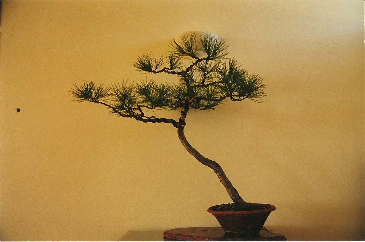 Pinus Pinea
