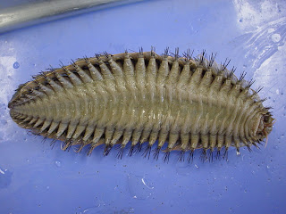 Annelida: Introduction to Annelids