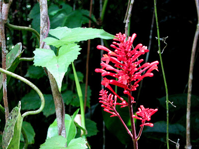 En busca de la cuadratura del círculo: Maricao Forest