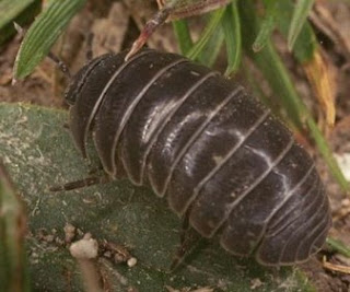 La Cárcava: Bicho Bolita, artista neuquino