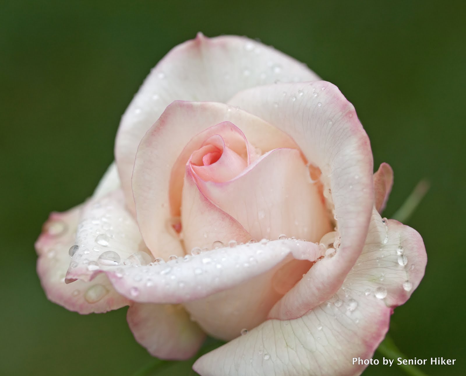 Photos by Senior Hiker: Sheer Bliss Rose