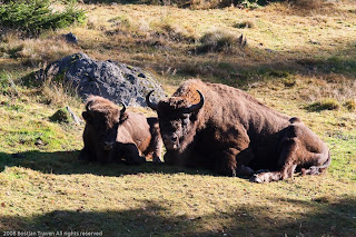 Bostjan Traven photography: Zober