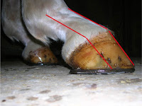Horse Conformation 101