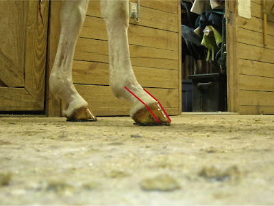 Horse Conformation 101