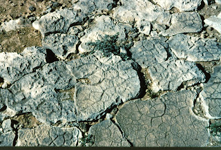 Rock Art Blog: TURTLE ISLAND - AND TURTLES IN ROCK ART: