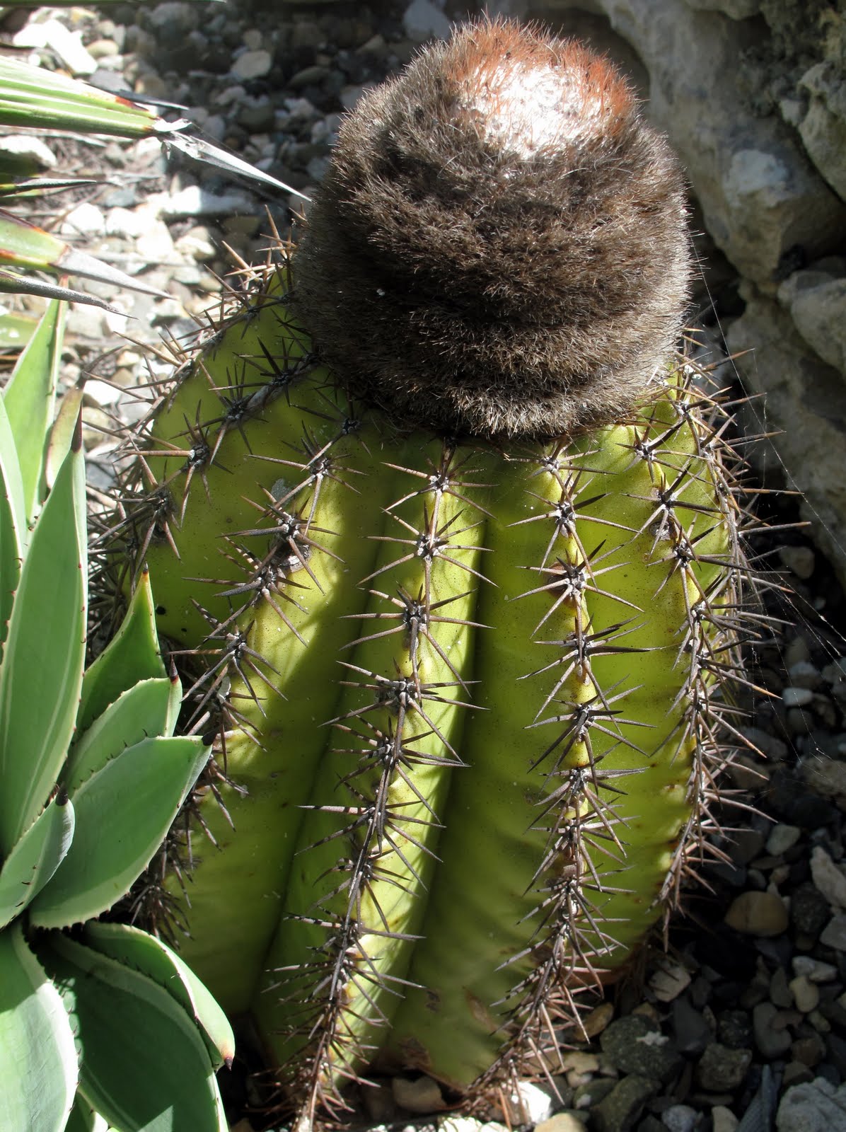 South Caicos Island: Turk's Head Cactus