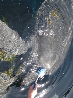 Monterey Bay Aquarist: Sea turtle enrichment