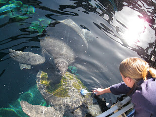 Monterey Bay Aquarist: Sea turtle enrichment