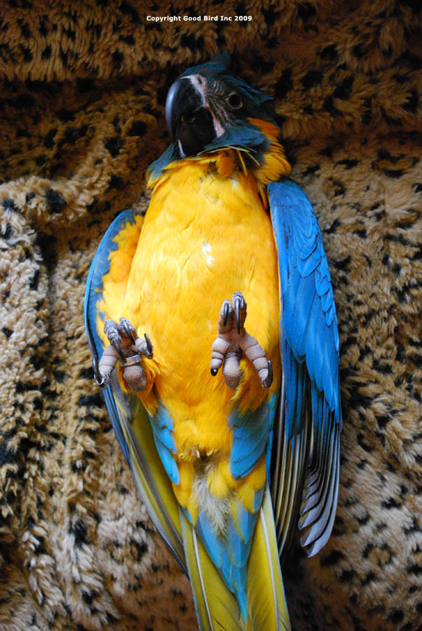 What : r/starcitizen