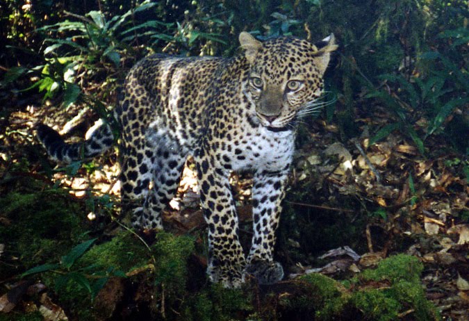 Amazing Journey: MOUNT MERAPI