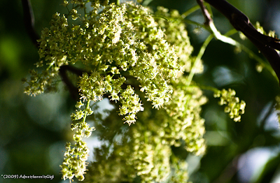 Adventures in Gigi: Genips & Iguana