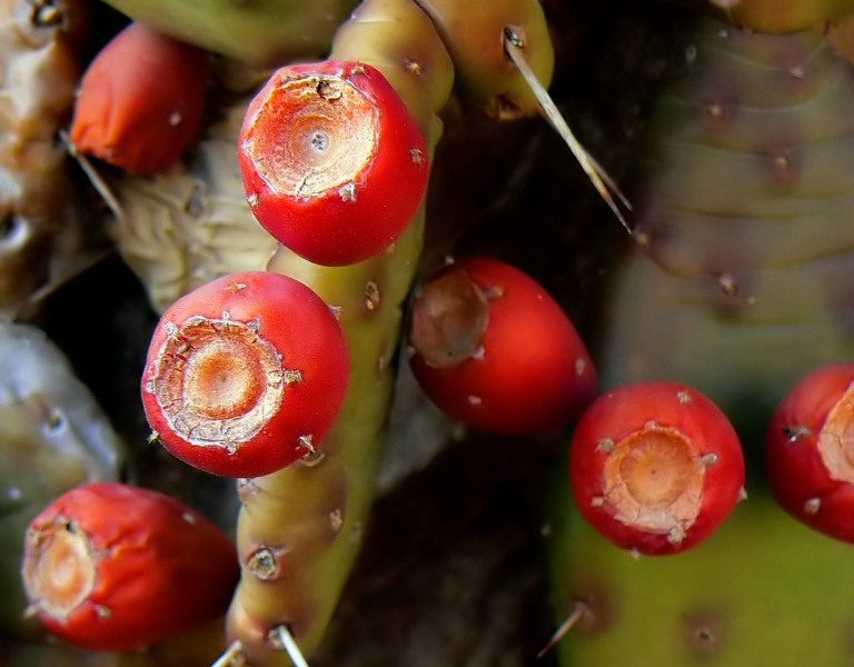 LETRAS HUECAS: SALSA DE XOCONOSTLE