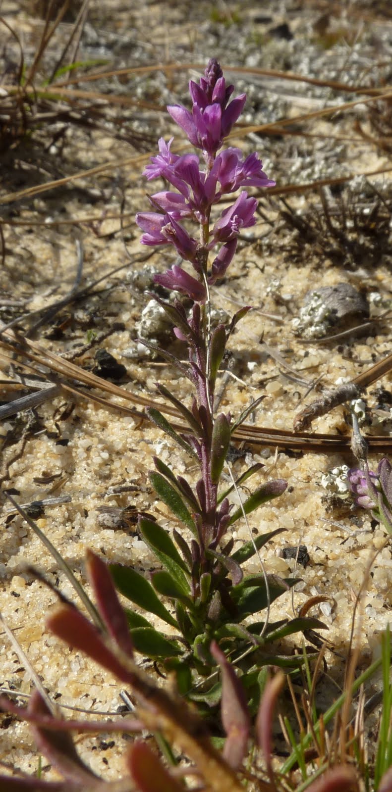 Buford Nature's Adventures: Hughes Island