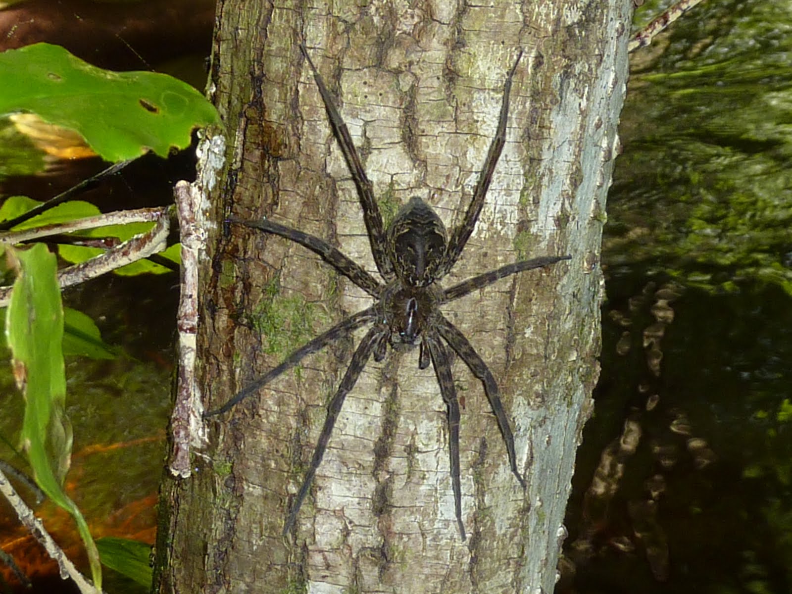 Buford Nature's Adventures: Swimmin' with 'gators and spiders, oh my!