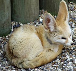 ANIMAL PLANET: Feneco