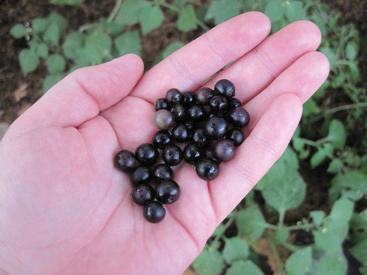 My Green Ambitions: Sunberries