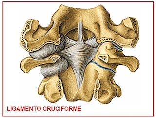 anatomia humana: LIGAMENTO CRUCIFORME
