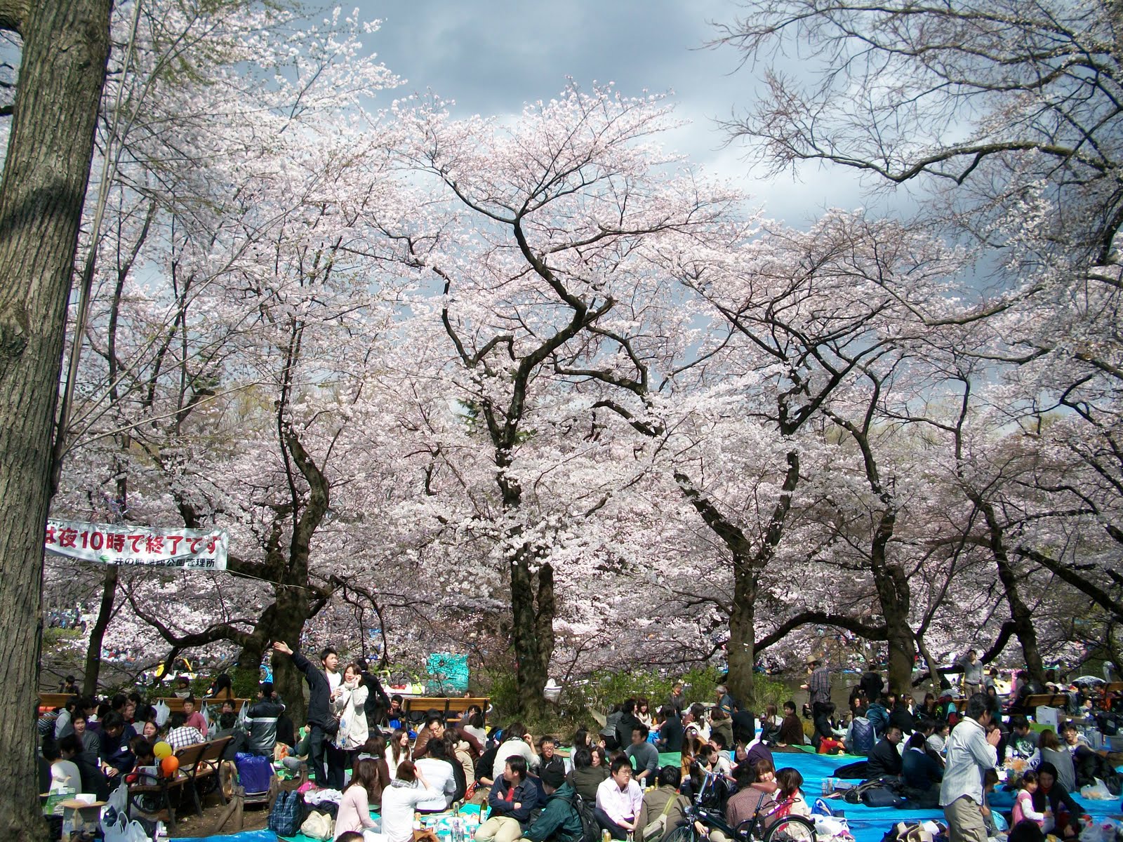 Gratz Industries: Japan Trip - Hanami (Cherry Blossom Viewing)
