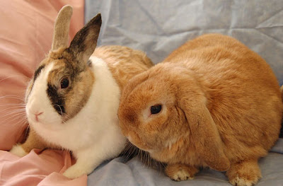 INSIGHT RABBIT: The Different Kinds Of Rabbit Care And Tips